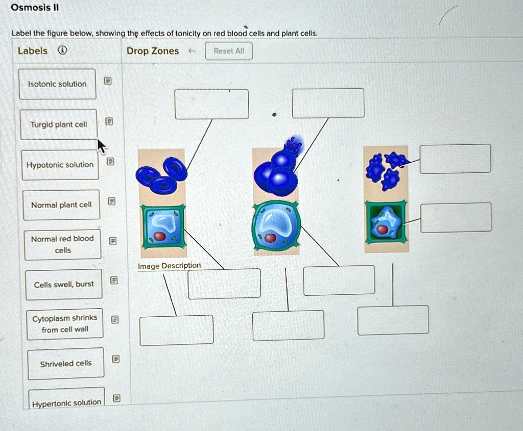 Osmosis II Label the figure below, showing the effects of tonicity on ...