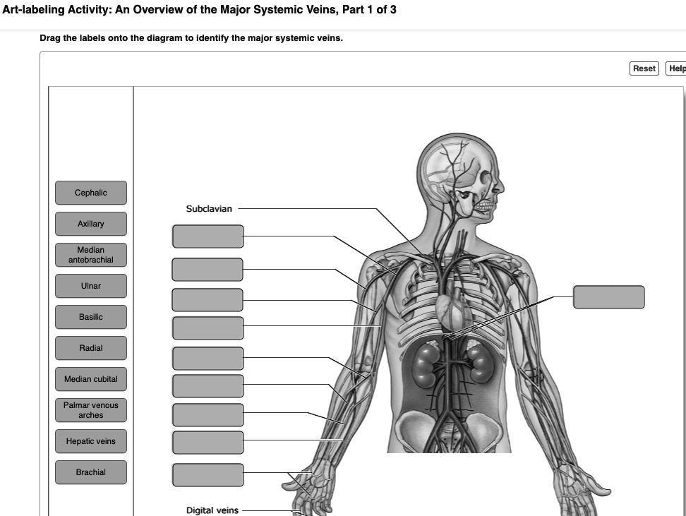 art labeling activity an overview of the major systemic veins part 1 of ...