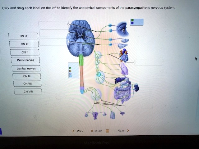 Click and drag each label on the left to identify the anatomical components of the ...