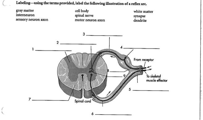 Labeling—using the terms provided, label the following illustration of ...