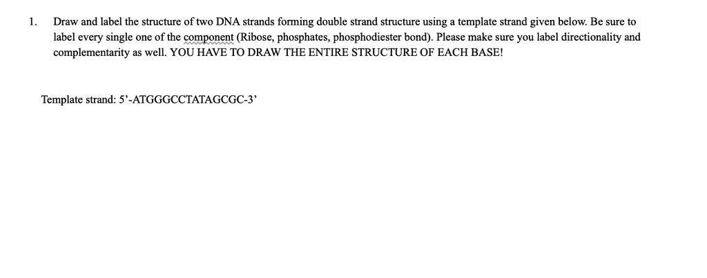 Draw and label the structure of two DNA strands forming a double ...