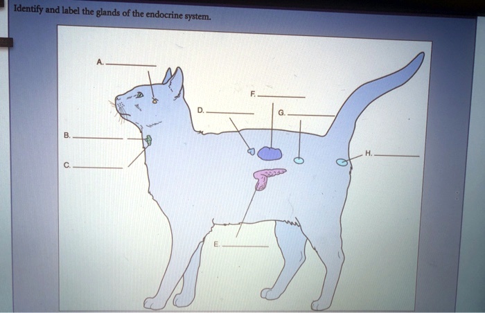 SOLVED: Identify and label the glands of the endocrine = System. SOLVED: Identify and label the glands of the endocrine = System.