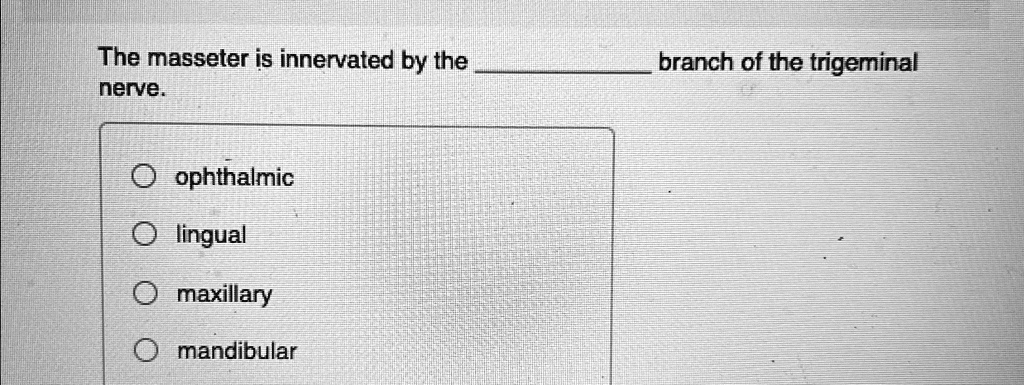 the masseter is innervated by the branch of the trigeminal nerve the ...