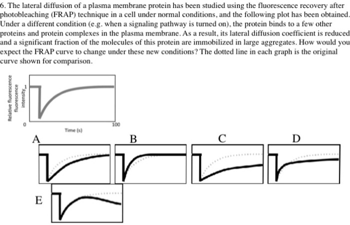 SOLVED: The lateral diffusion of plasma membrane proteins has been ...