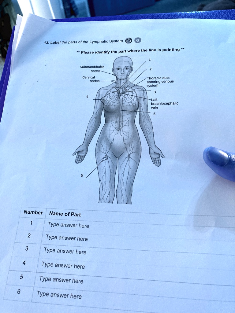 13. Label the parts of the Lymphatic System ** Please identify the part where the line is ...
