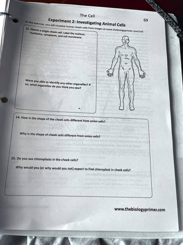SOLVED: 'The Cell this exercise Experiment 2: Investigating Animal vou ...