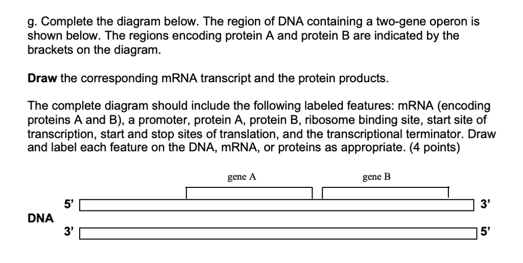 g complete the diagram below the region of dna containing two gene ...