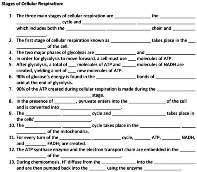 Stages of Cellular Respiration: 1. The three main stages of cellular ...