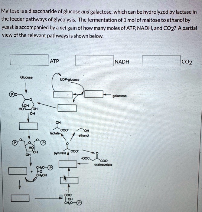 SOLVED: Maltose is a disaccharide of glucose and galactose, which can ...