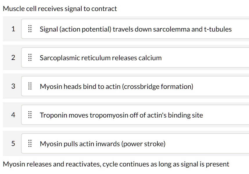 SOLVED: Muscle cell receives a signal to contract: Signal (action ...