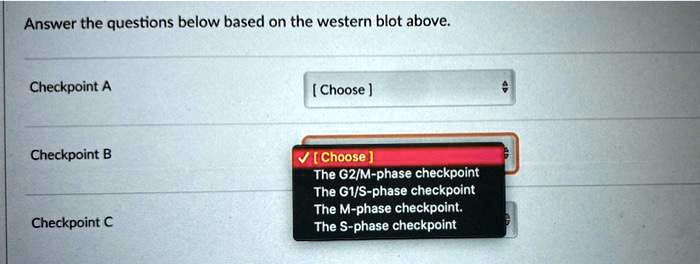 SOLVED: Answer the questions below based on the western blot above ... SOLVED: Answer the questions below based on the western blot above ...