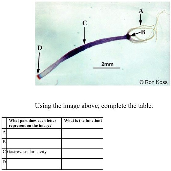 2mm Ron Koss Using the image above, complete the table: What part does ...