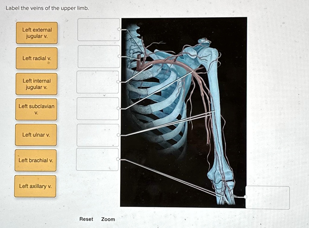 Label the veins of the upper limb. Label the veins of the upper limb ...