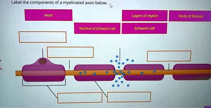 Label the components of a myelinated axon below: Axon Layers of myelin ...