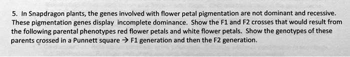 in snapdragon plants the genes involved with flower petal pigmentation ...