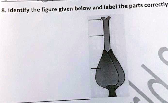 SOLVED: '8. Identify the figure given below and label the parts ...