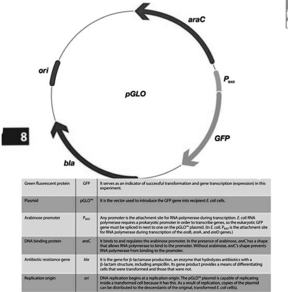 SOLVED:arac ori P MAD PGLO 8 GFP bla Green fluorescent protein GFP It ...
