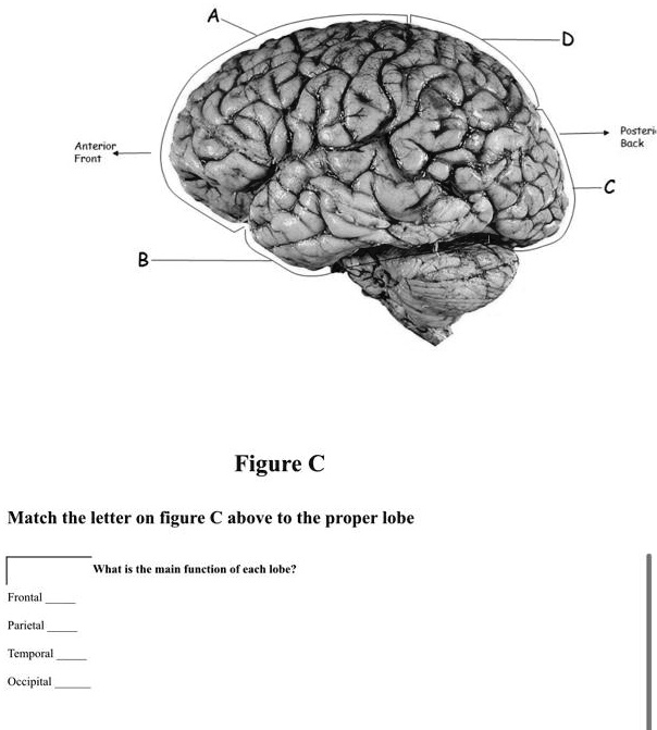 Anterior Front B A D Figure C Match the letter on figure C above to the ...