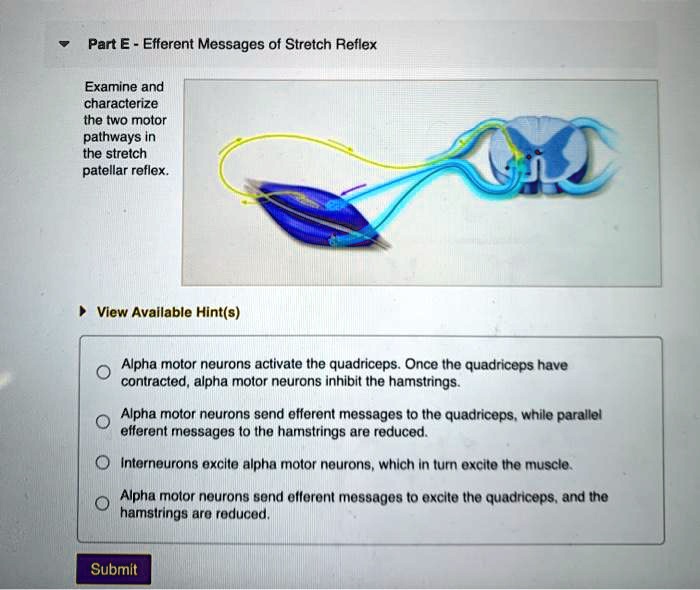 SOLVED: Part E-Efferent Messages of Stretch Reflex Examine and ...