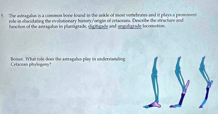 The astragalus is a common bone found in the ankle of most vertebrates ...