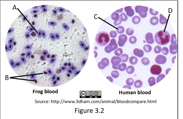 A C B Frog blood Human blood Source: http://www.3dham.com/animal ...