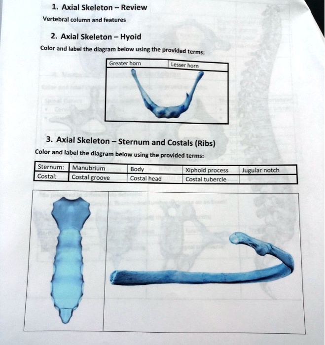 SOLVED: Axial Skeleton Review: Vertebral Column and Features