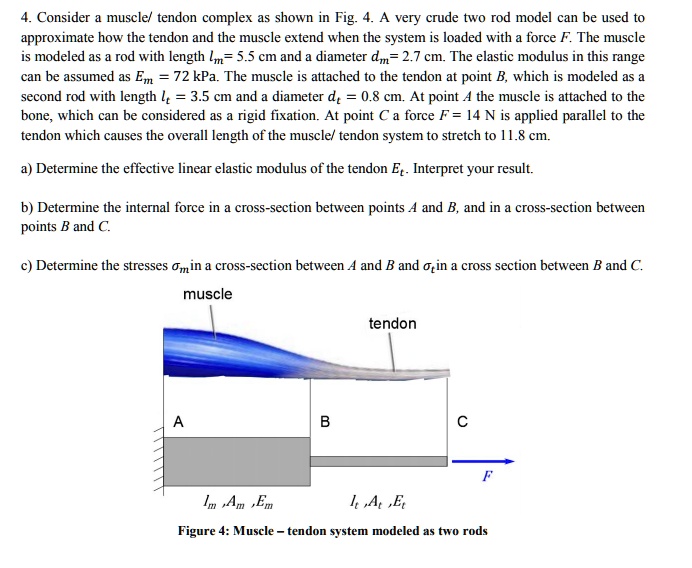 SOLVED: 4. Consider a muscle/ tendon complex as shown in Fig. 4. A very ...
