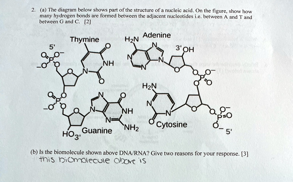 2. (a) The diagram below shows part of the structure of a nucleic acid ...