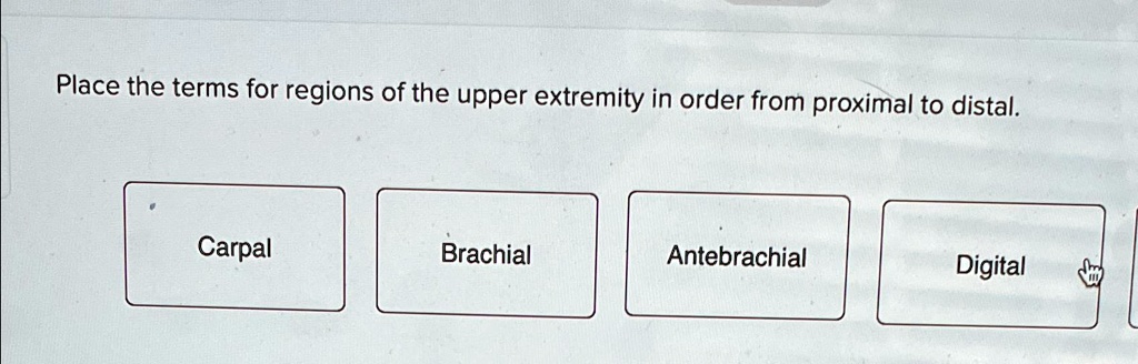 SOLVED: Place the terms for regions of the upper extremity in order ...