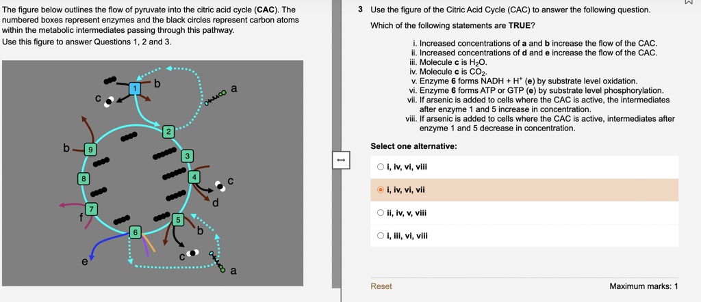 SOLVED: The figure below outlines the flow of pyruvate into the citric ...