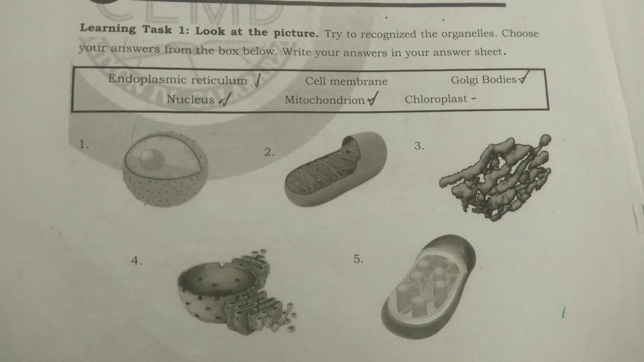 SOLVED: Learning Task 1: Look at the picture. Try to recognized the organelles. Choose your ...