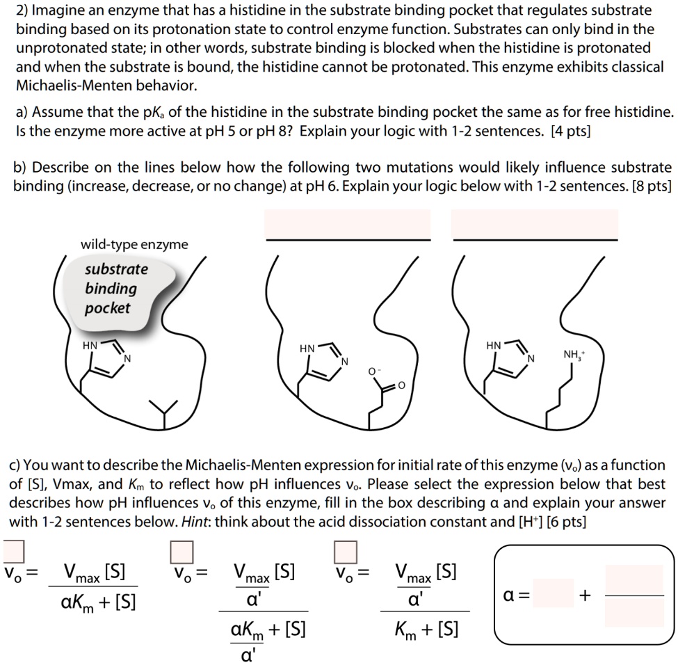 SOLVED: 2) Imagine an enzyme that has a histidine in the substrate ...