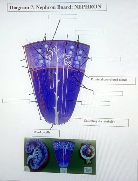 diagram 7: Nephron Board: Nephron Diagram7:Nephron Board:NEPHRON ...