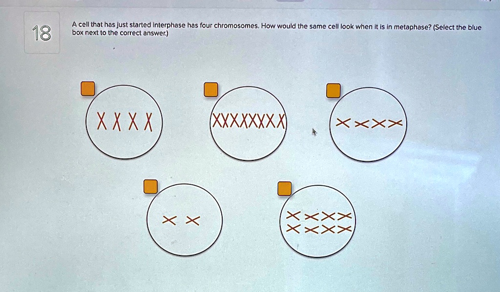 VIDEO solution: 'A cell that has Just started Interphase has four ...