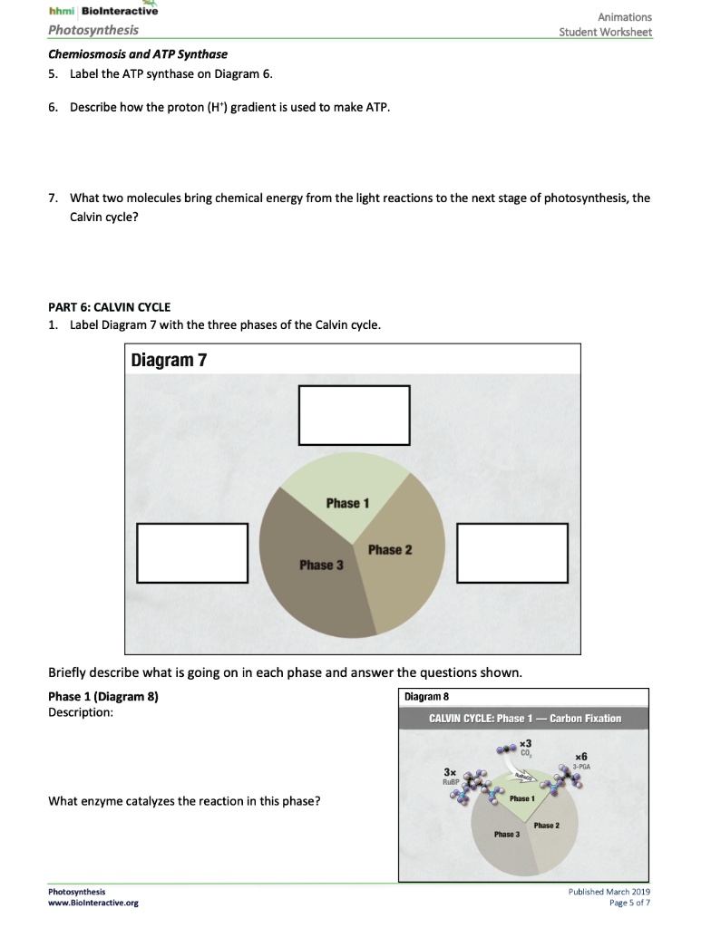 Hhmi Biolnteractive PhotosynthesisAnimations Student SolvedLib