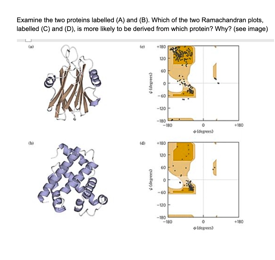 SOLVED: Examine the two proteins labeled (A) and (B): Which of the two Ramachandran plots ...