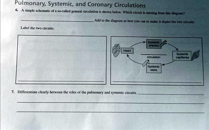SOLVED: Texts: Pulmonary, Systemic, and Coronary Circulations 6. A ...