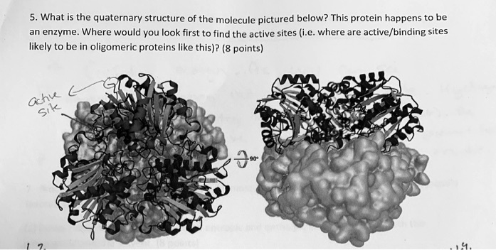 What is the quaternary structure of the molecule pictured...