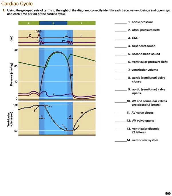 cardiac cycle 1 using the grouped sets of terms to the right of the ... cardiac cycle 1 using the grouped sets of terms to the right of the ...