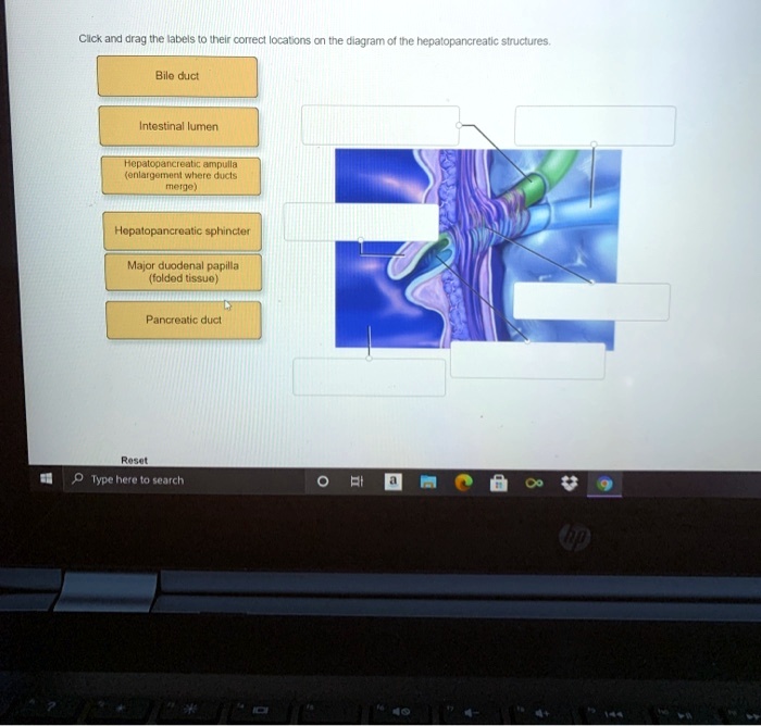 SOLVED: Click and drag the labels to their correct locations on the ...
