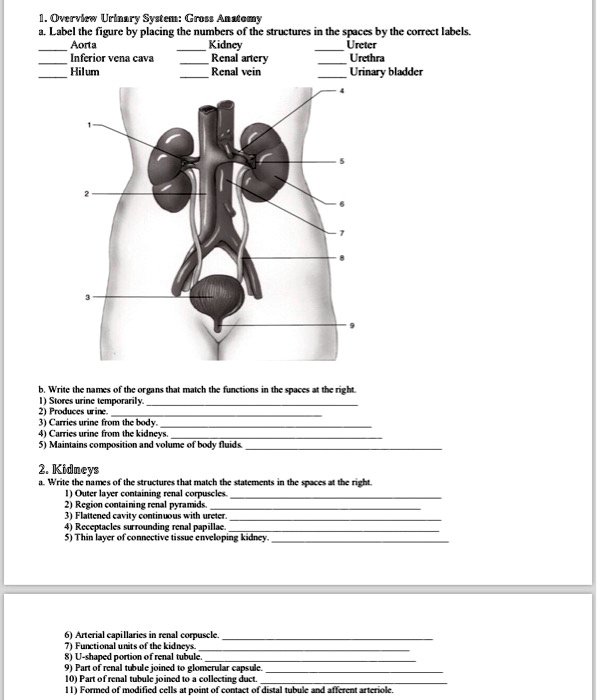 1. Overview Urinary System: Gross Anatomy a. Label the figure by placing the numbers of the ...