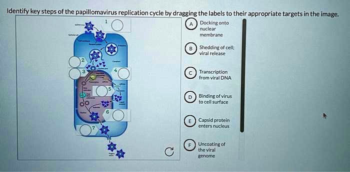SOLVED: Identify key steps of the papillomavirus replication cycle by dragging the labels to ...