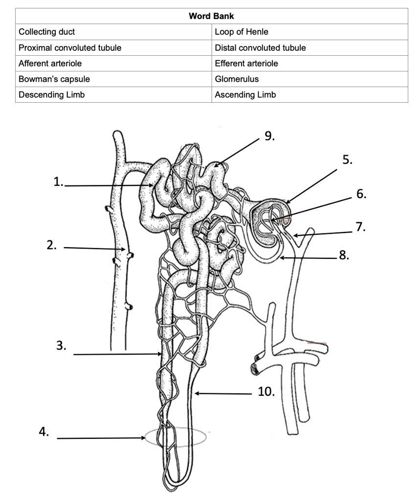 Label the figure with the help of word bank Word Bank Collecting duct ...