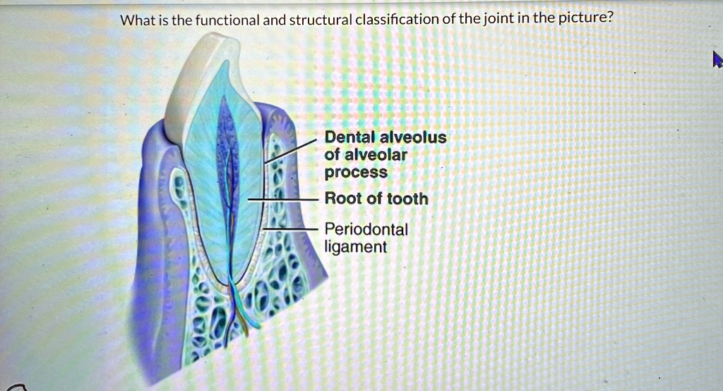 what is the functional and structural classification of the joint in ...