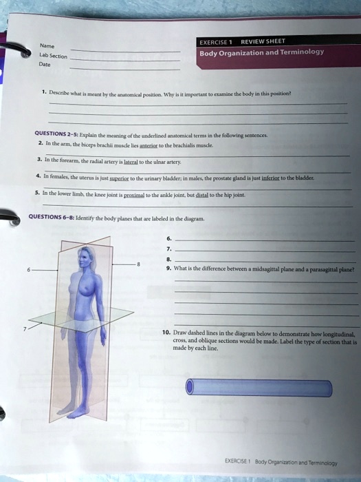 [GET ANSWER] EXERCISE 1 REVIEW SHEET Body Organization and Terminology ...