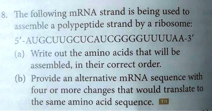 SOLVED: 8 . The following mRNA strand is being used to assemble a ...