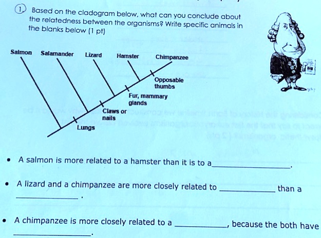 SOLVED: Based on the cladogram below; what can YoU conclude about the ...