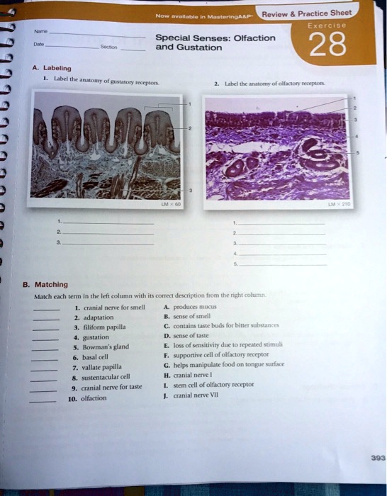 Name Date Section Now available in MasteringA P Review Practice Sheet ...