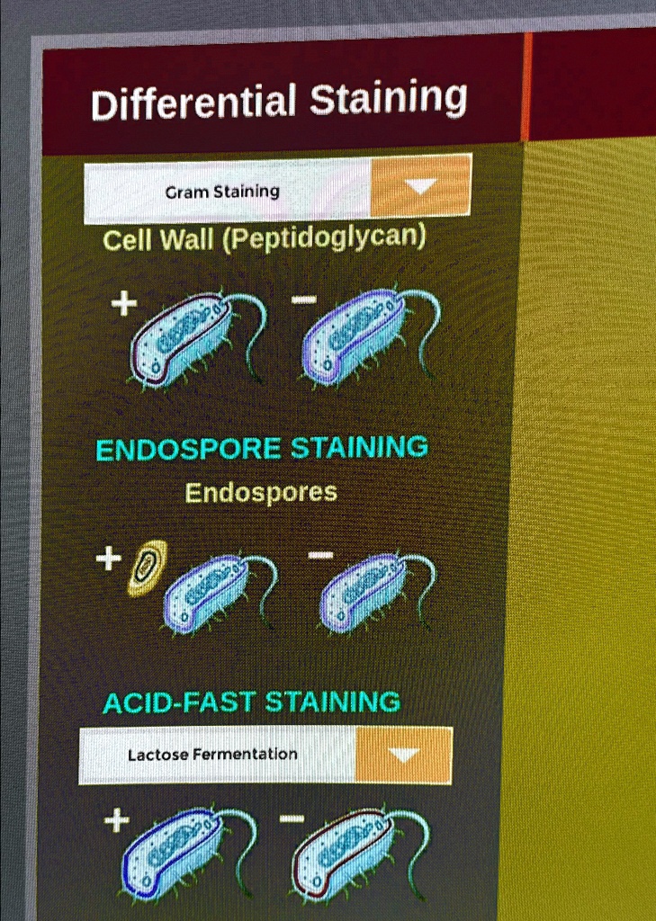 SOLVED: Differential Staining ram Staining Cell Wall (Peptidoglycan ...
