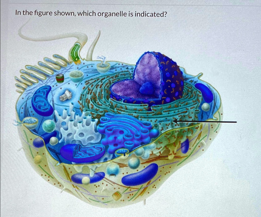 In the figure shown, which organelle is indicated? In the figure shown ...